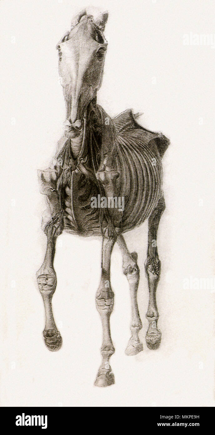 Vintage anatomical drawings hi-res stock photography and images - Alamy