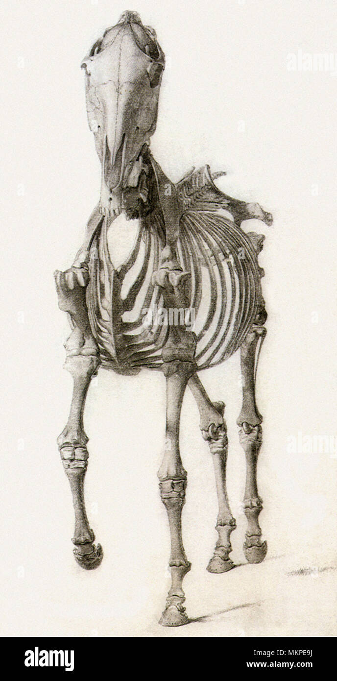 Finished Study for the Second Skeleton Table Stock Photo - Alamy