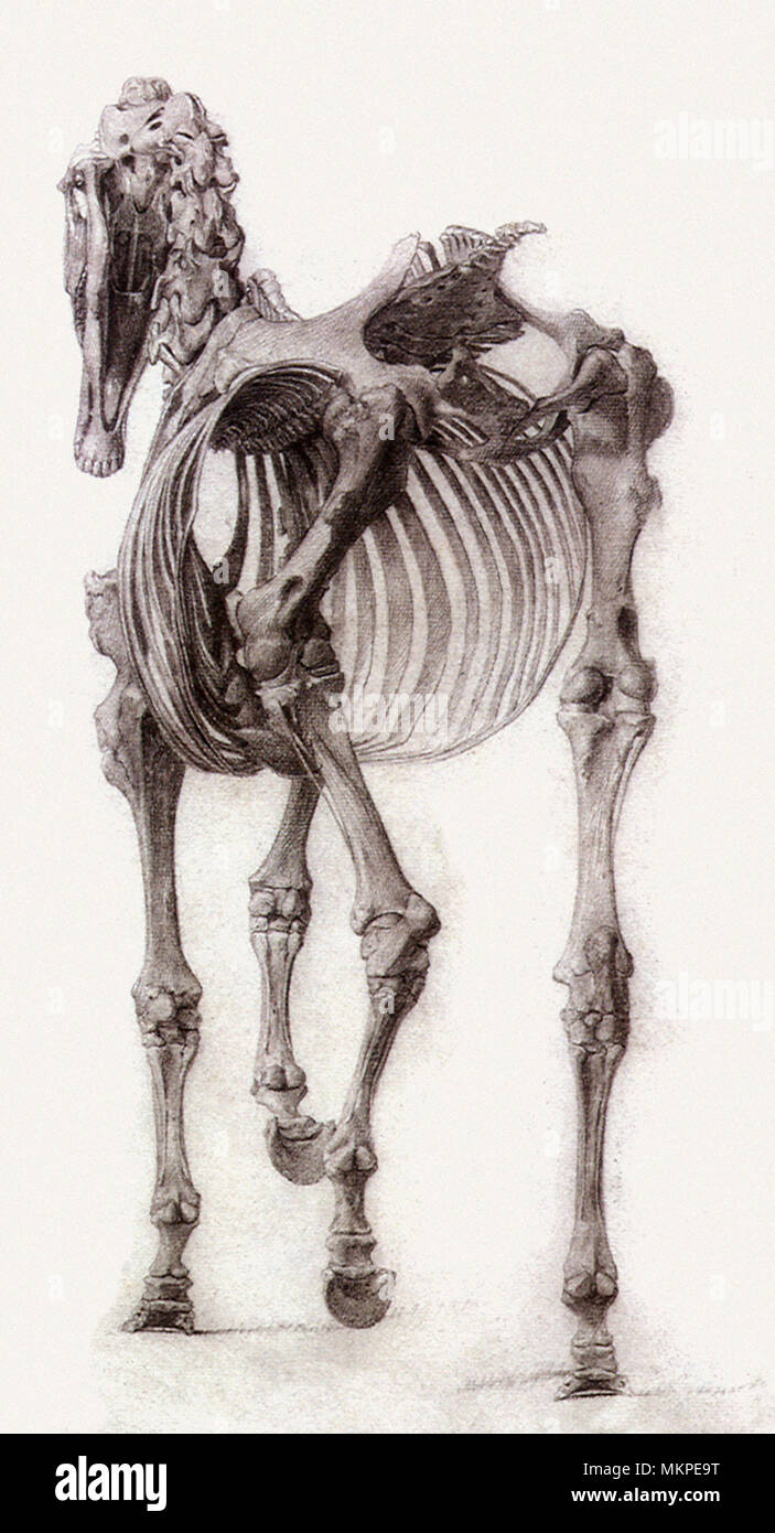 Finished Study for the Second Skeleton Table Stock Photo - Alamy