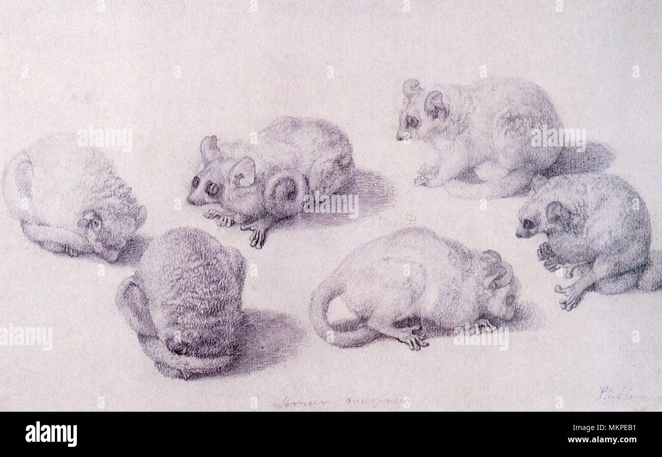 Six animals hi-res stock photography and images - Alamy