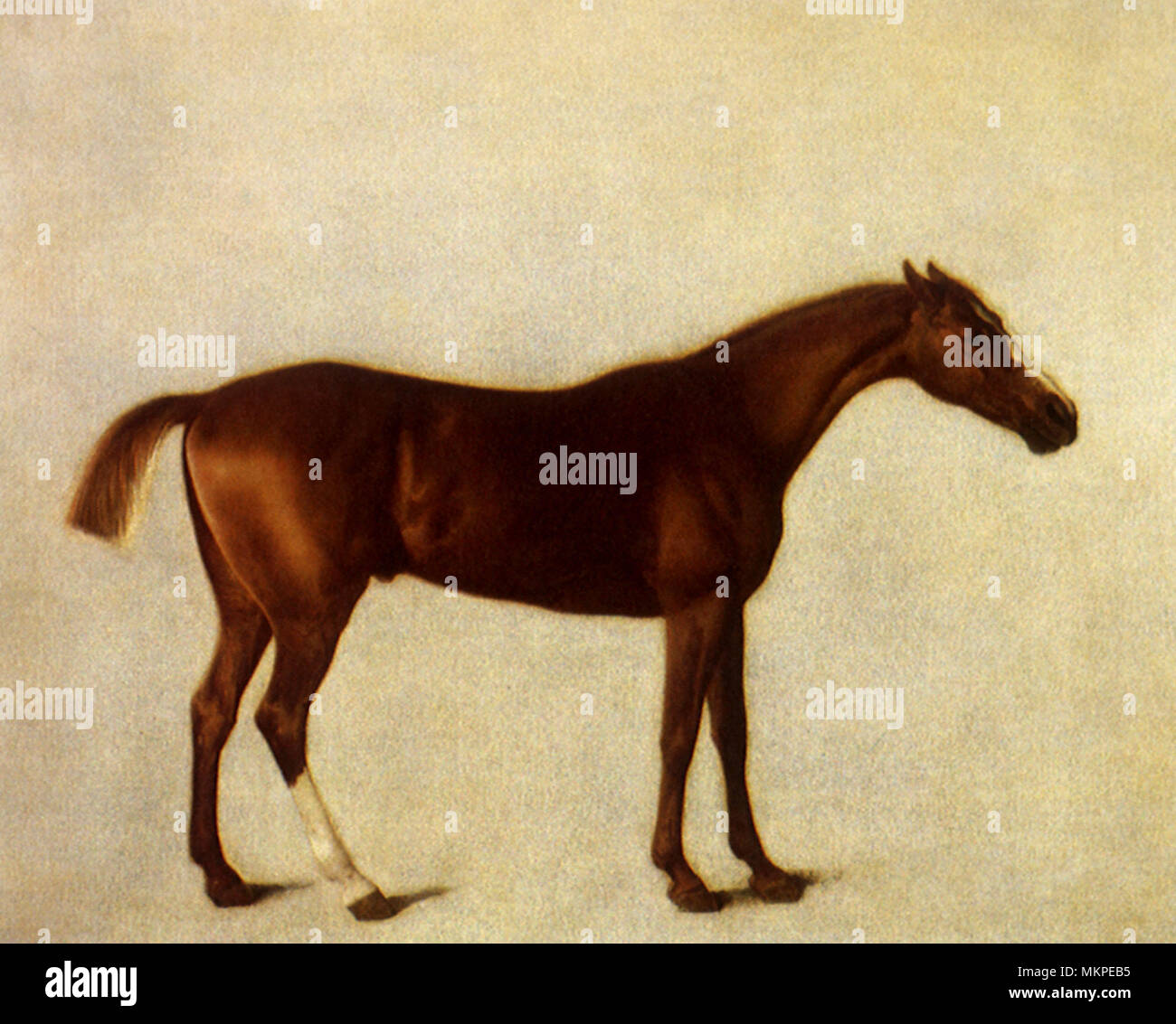 Eclipse horse hi-res stock photography and images - Alamy