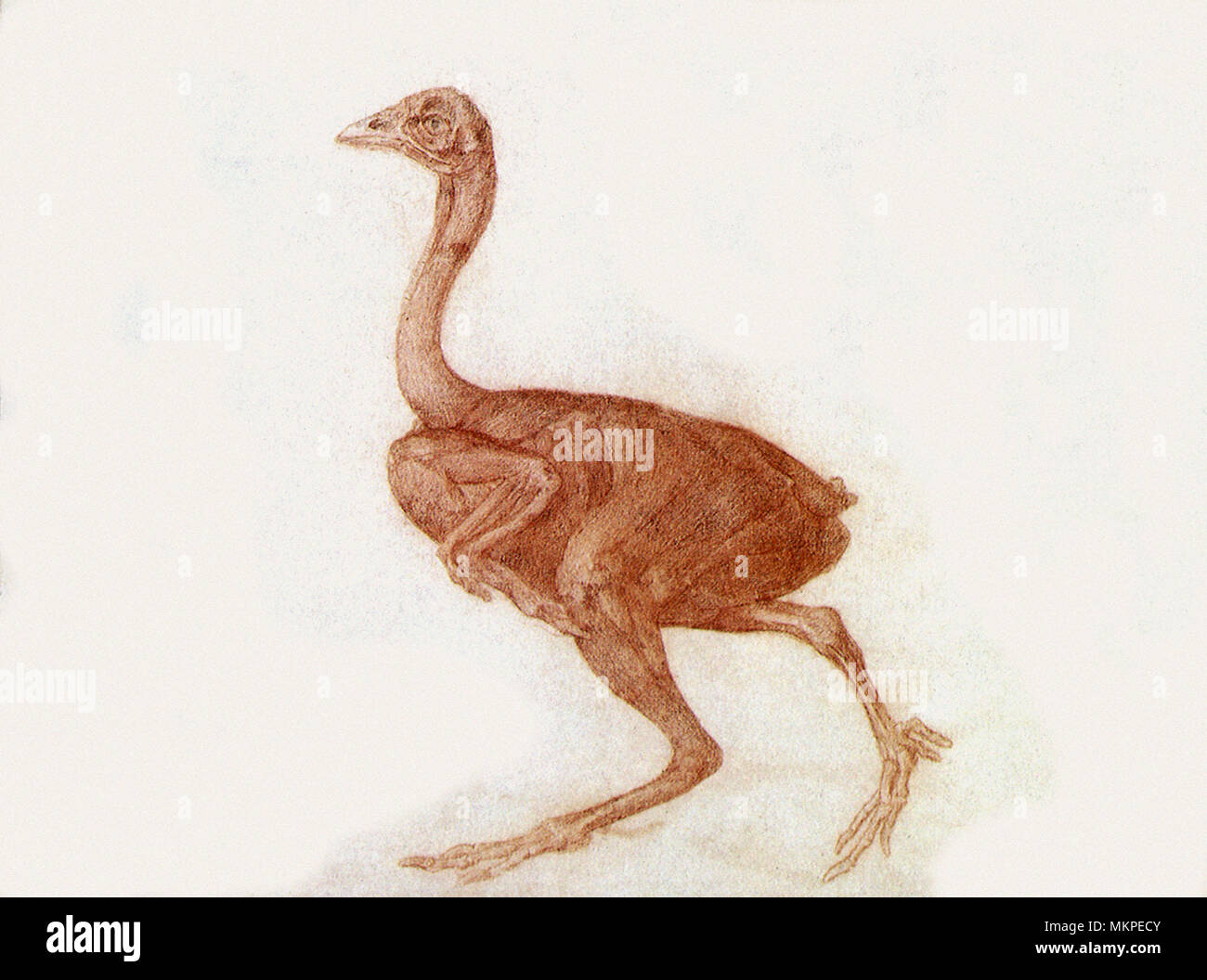 Dorking Hen, with Skin and Tissue Removed Stock Photo - Alamy