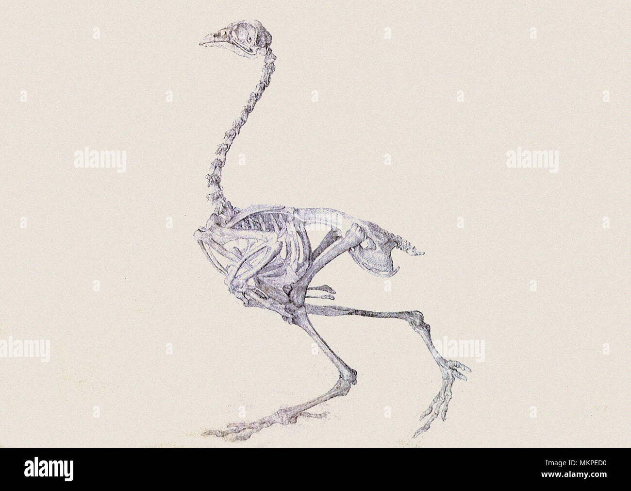 Hen anatomy hi-res stock photography and images - Alamy