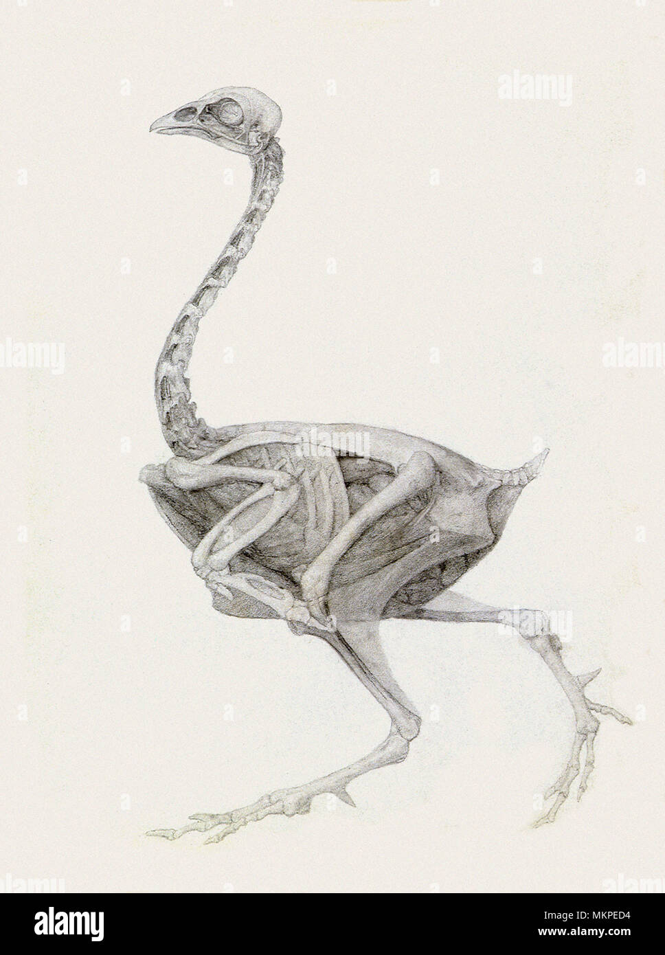 Dissected view hi-res stock photography and images - Alamy