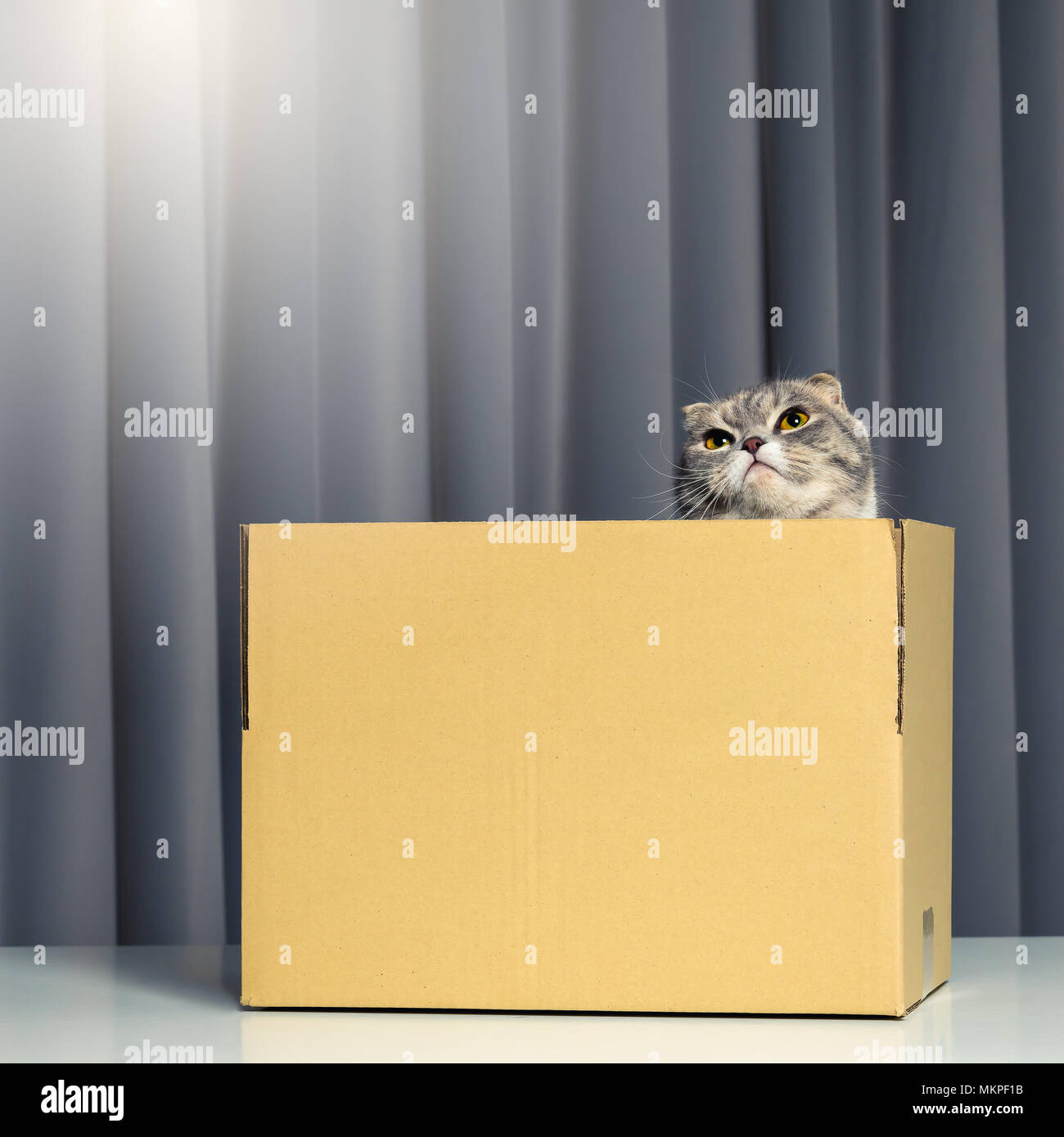 Kitten in container home container hi-res stock photography and images ...