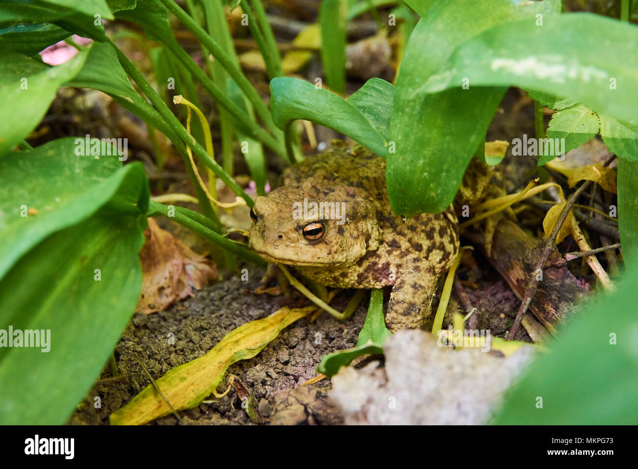 Toad sitting on clay among green leaves on a sunny spring day Stock ...