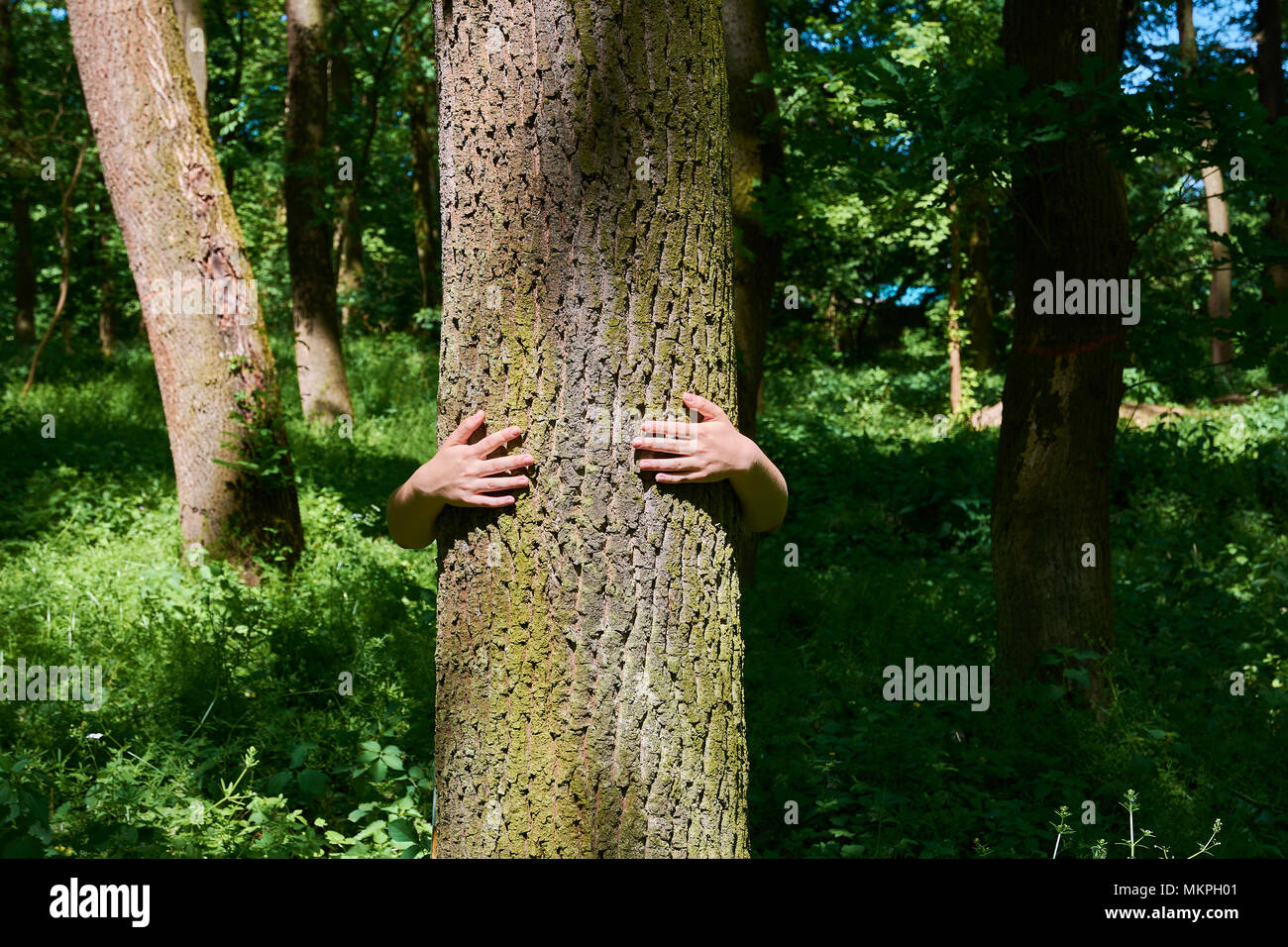 Human hand holding plant with tree in background hi-res stock ...