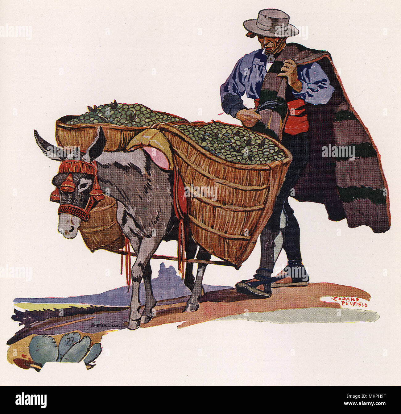 Mule carrying baskets hi-res stock photography and images - Alamy