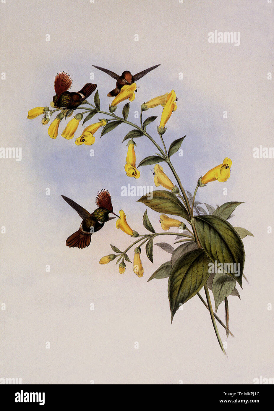 Crested swifts hi-res stock photography and images - Alamy