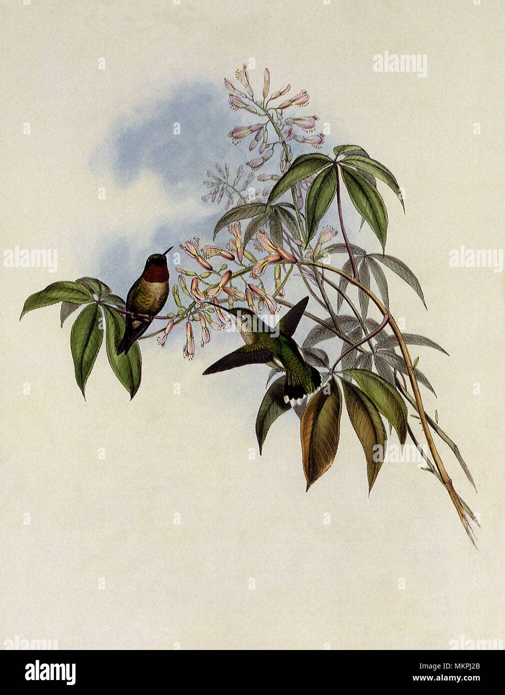 Trochilus colubris hi-res stock photography and images - Alamy