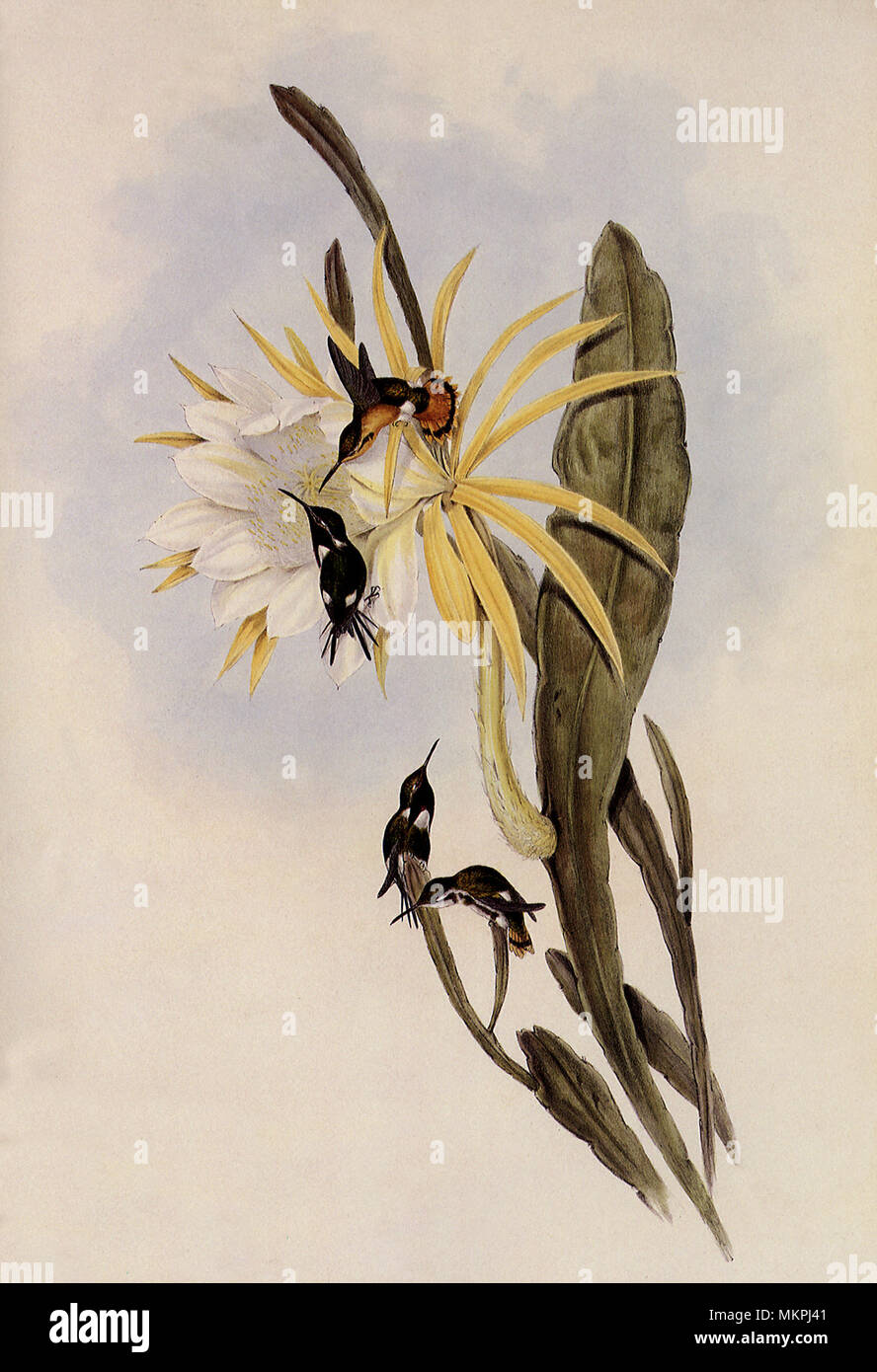 Heliodores hi-res stock photography and images - Alamy