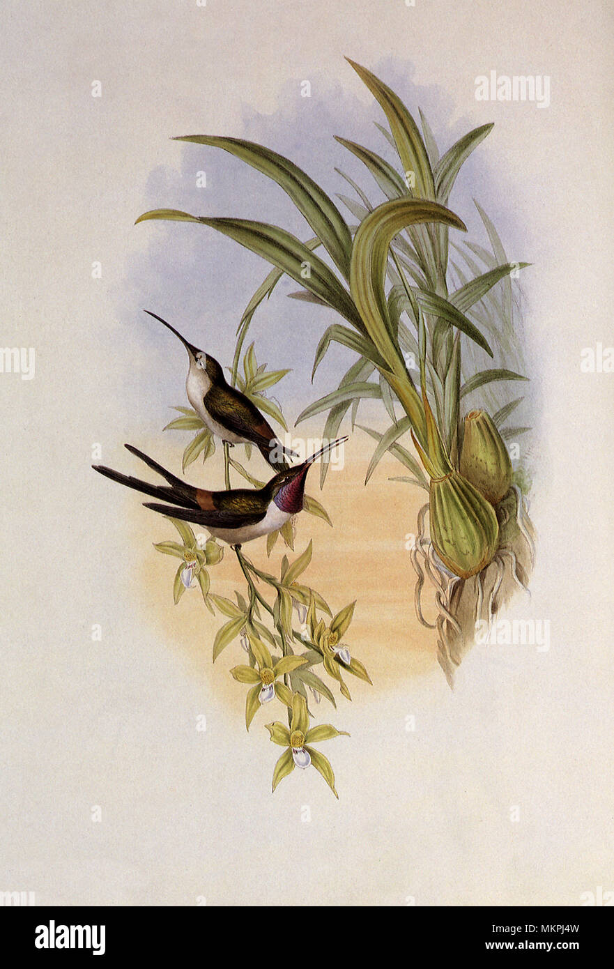 Rhodopis hi-res stock photography and images - Alamy