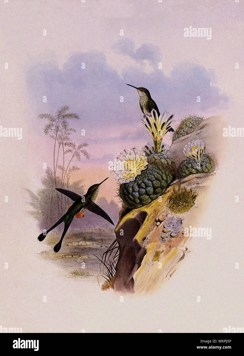 Scissor tailed hummingbird hi-res stock photography and images - Alamy