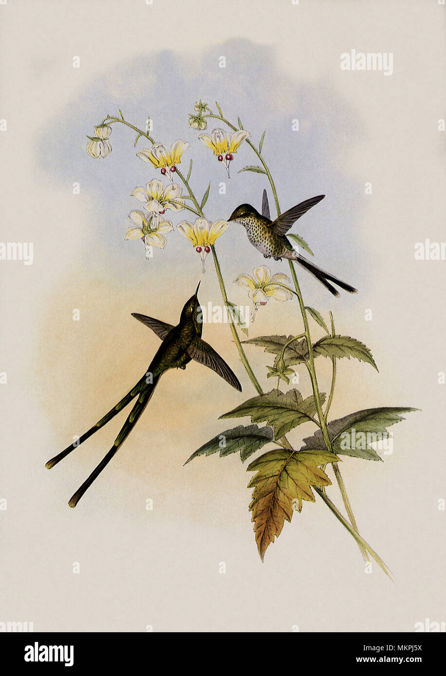 Train bearer hi-res stock photography and images - Alamy