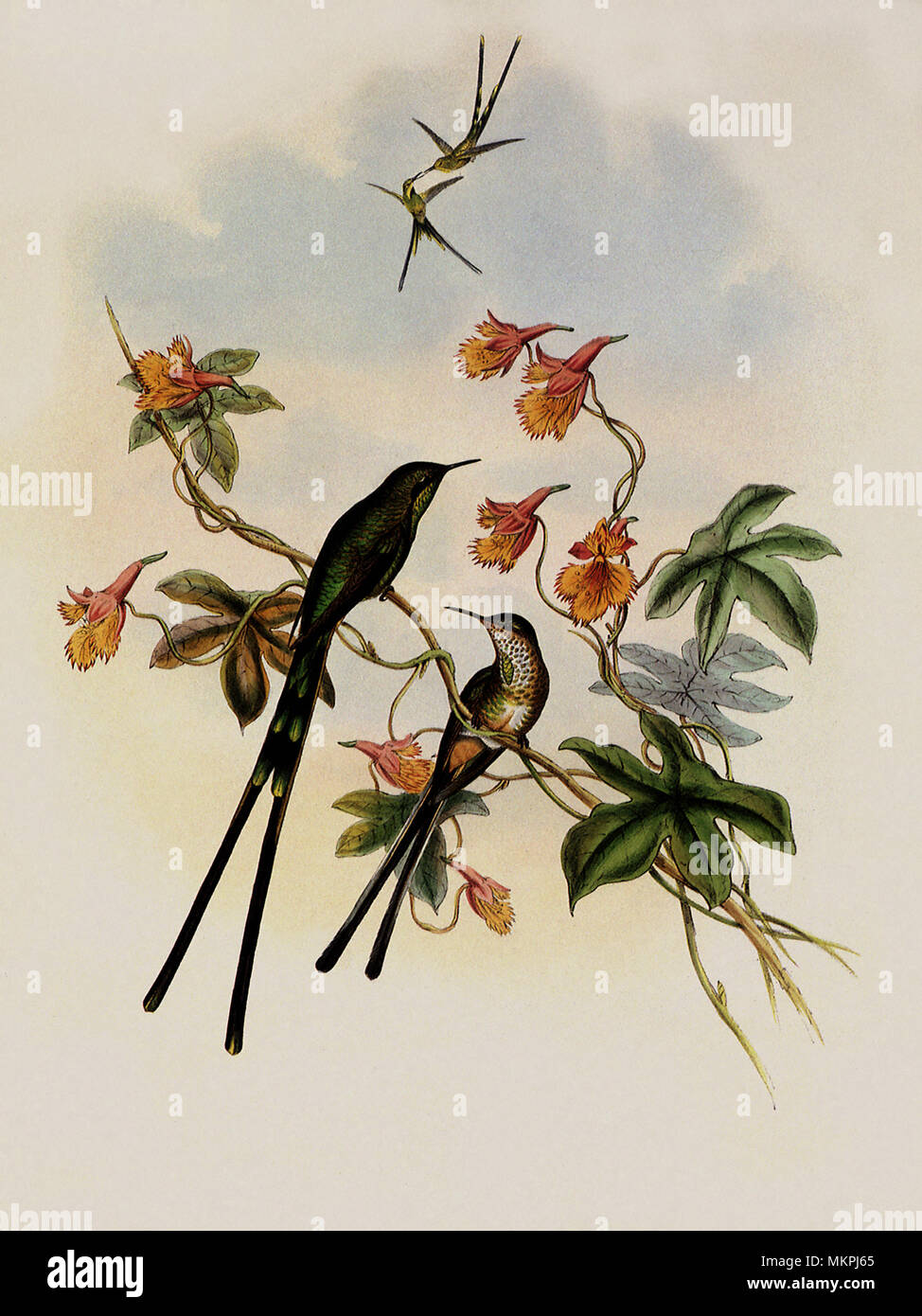 Train-Bearer, Lesbia Eucharis Stock Photo - Alamy