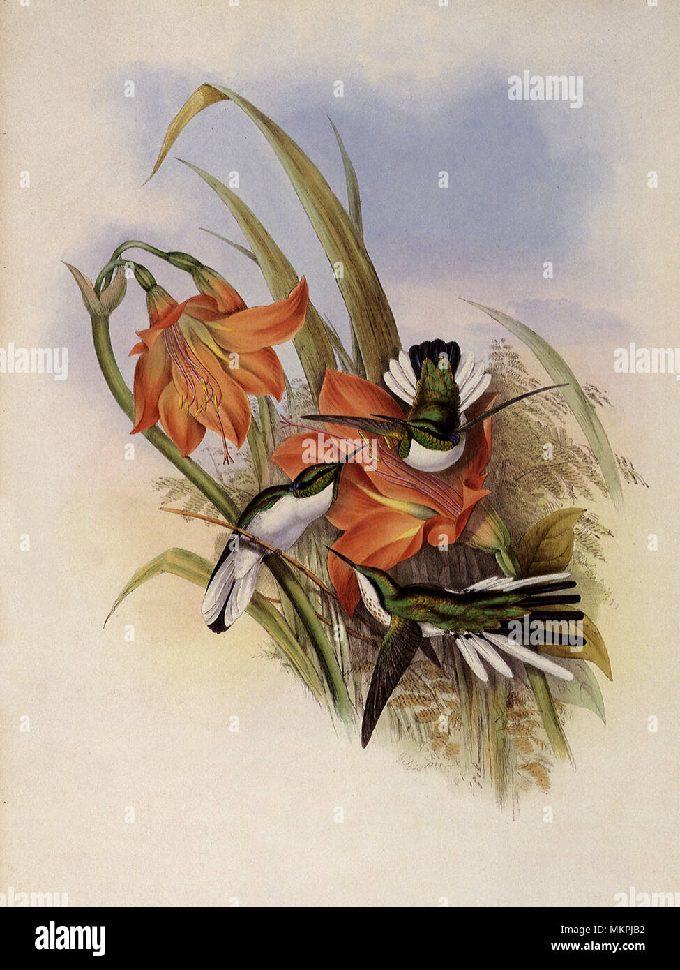 Brazilian Fairy, Heliothrix Auriculatus Stock Photo - Alamy