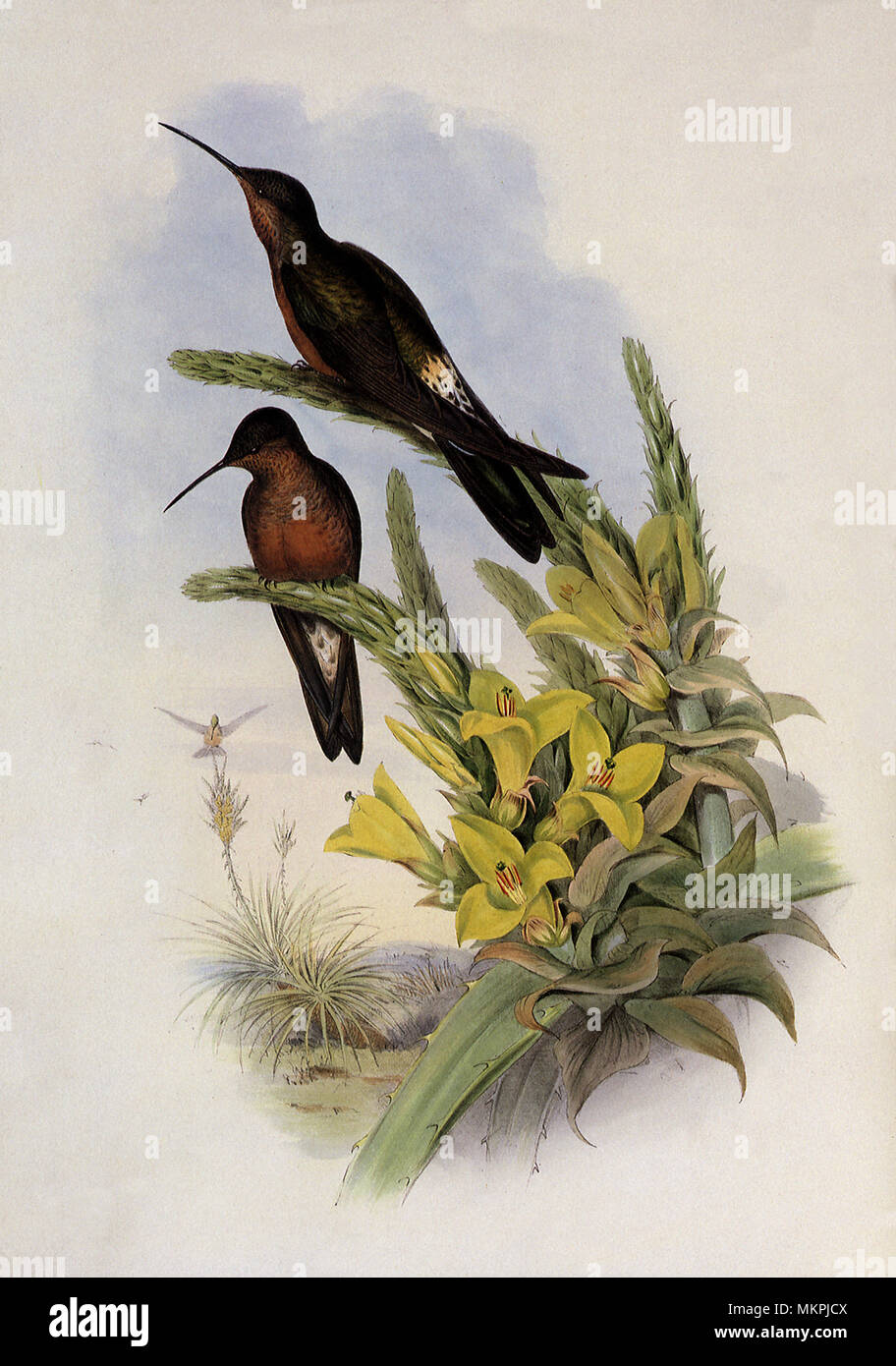Giant Hummingbird, Patagona Gigas Stock Photo - Alamy