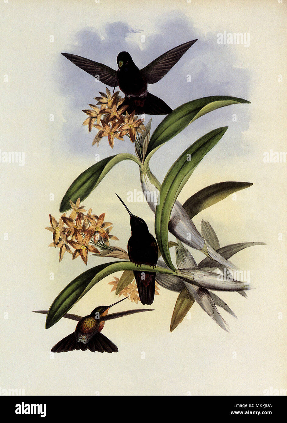 Star-Frontlet, Helianthea Typica Stock Photo - Alamy