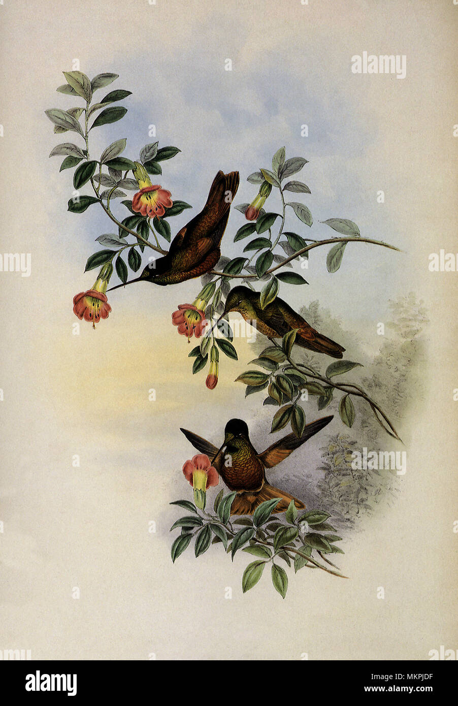 Frontlet hi-res stock photography and images - Alamy