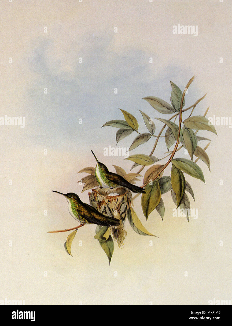 Short billed birds hi-res stock photography and images - Alamy