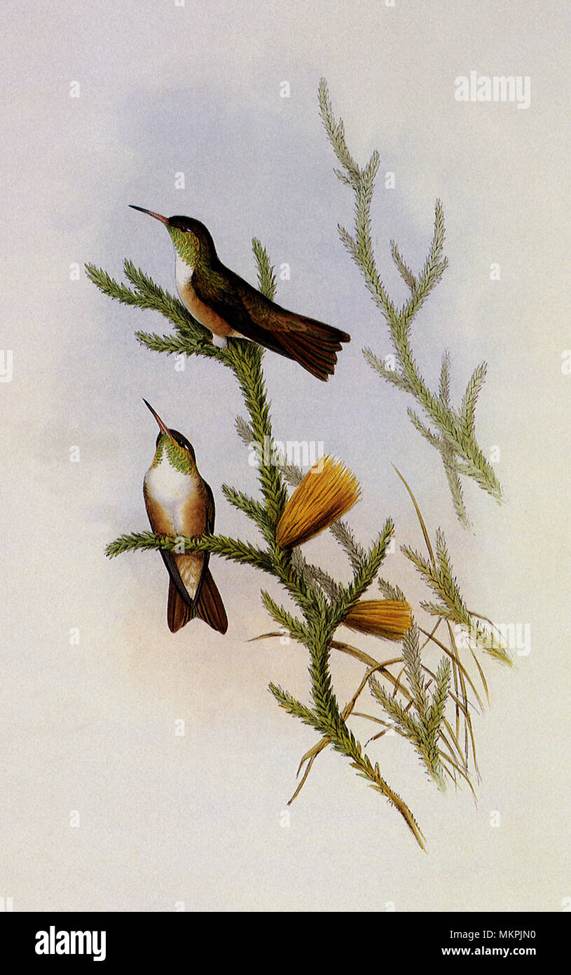 Mountain Amazili, Amazilia Alticola Stock Photo - Alamy