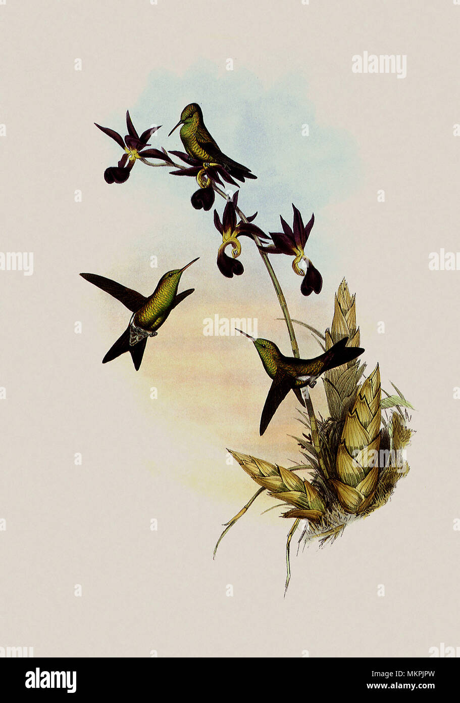 Elegant hummingbirds hi-res stock photography and images - Alamy