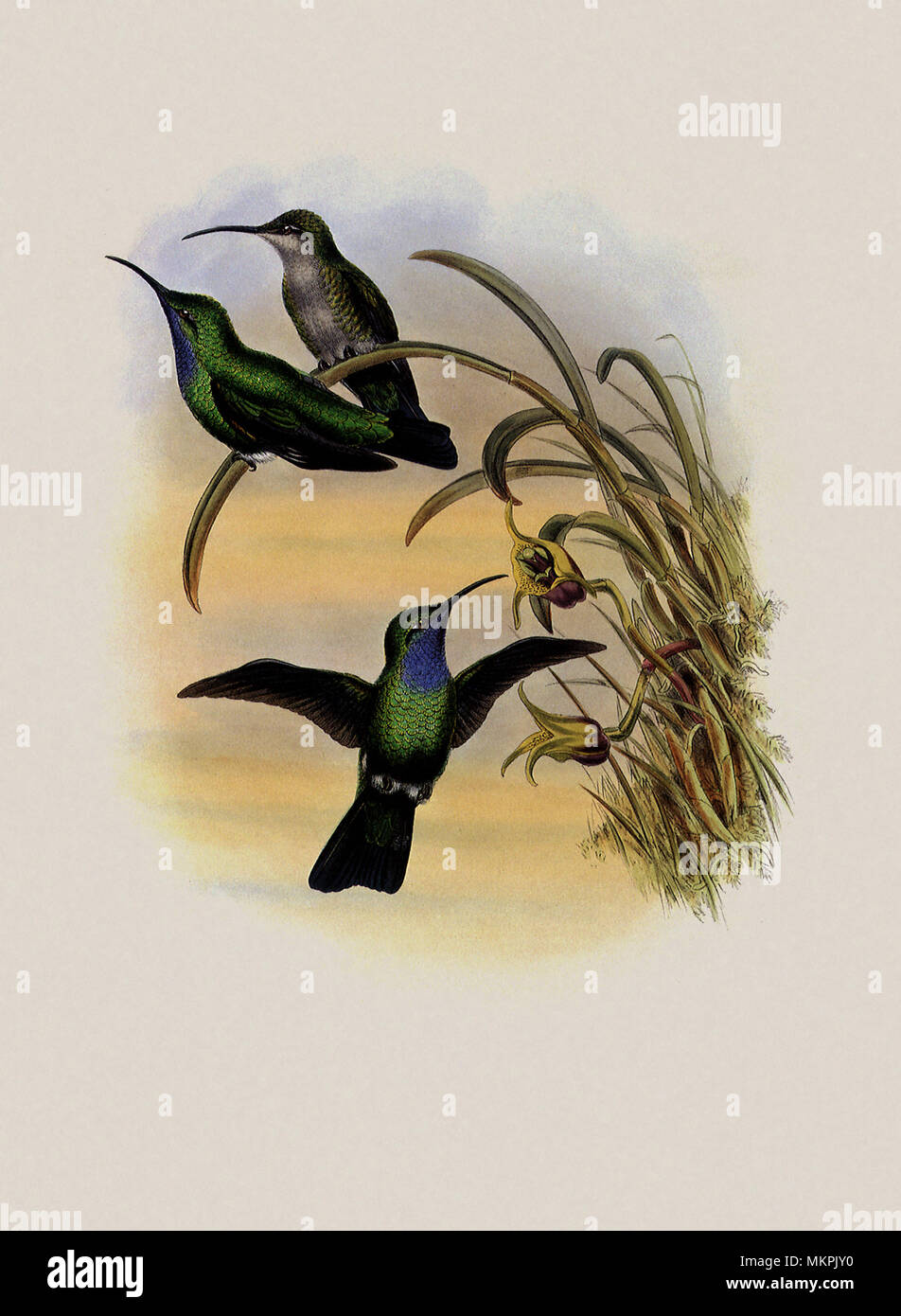 Sabre hi-res stock photography and images - Alamy