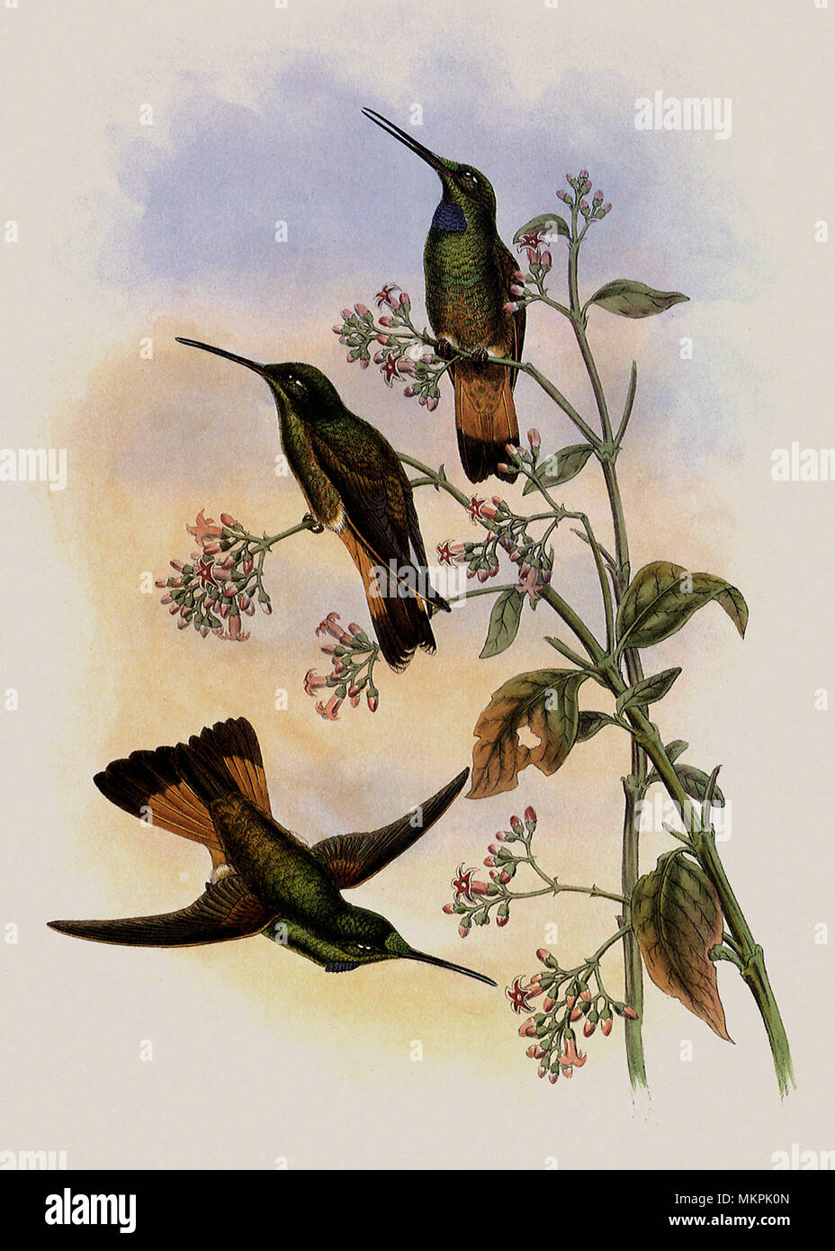 Frontlet hi-res stock photography and images - Alamy