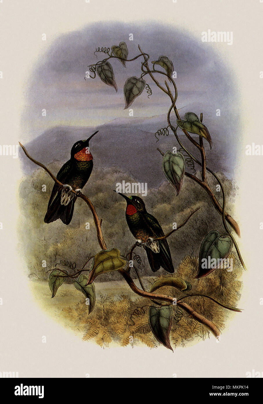 Frontlet hi-res stock photography and images - Alamy