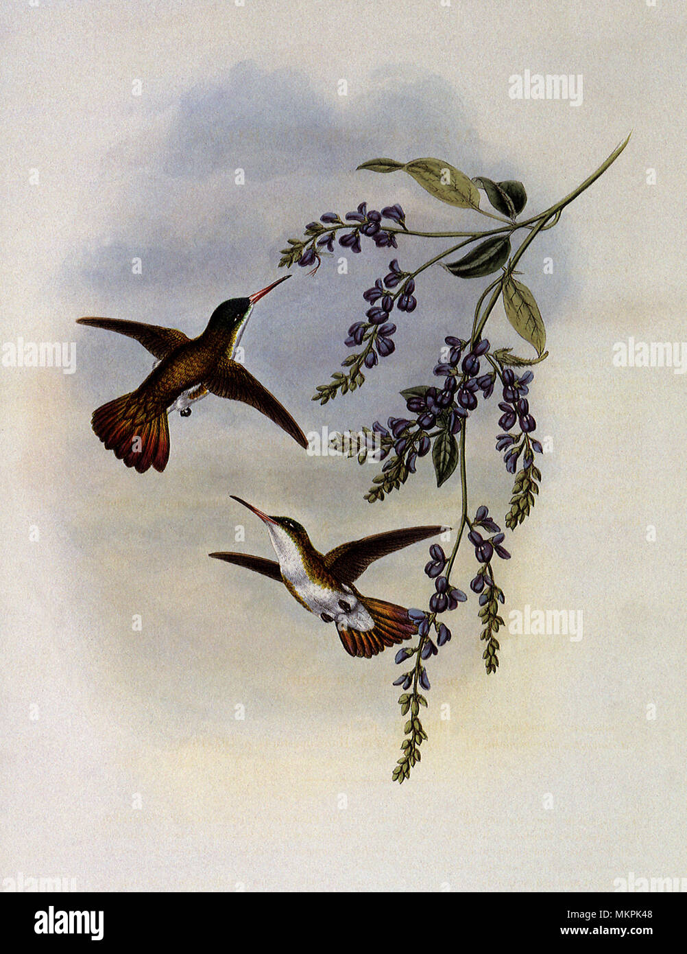 Green-Fronted Azure-Crown, Uranomitra Viridifrons Stock Photo - Alamy