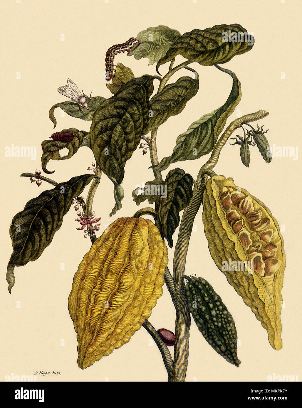 Cocoa, Cacau Boom, Theobroma cacao Stock Photo - Alamy