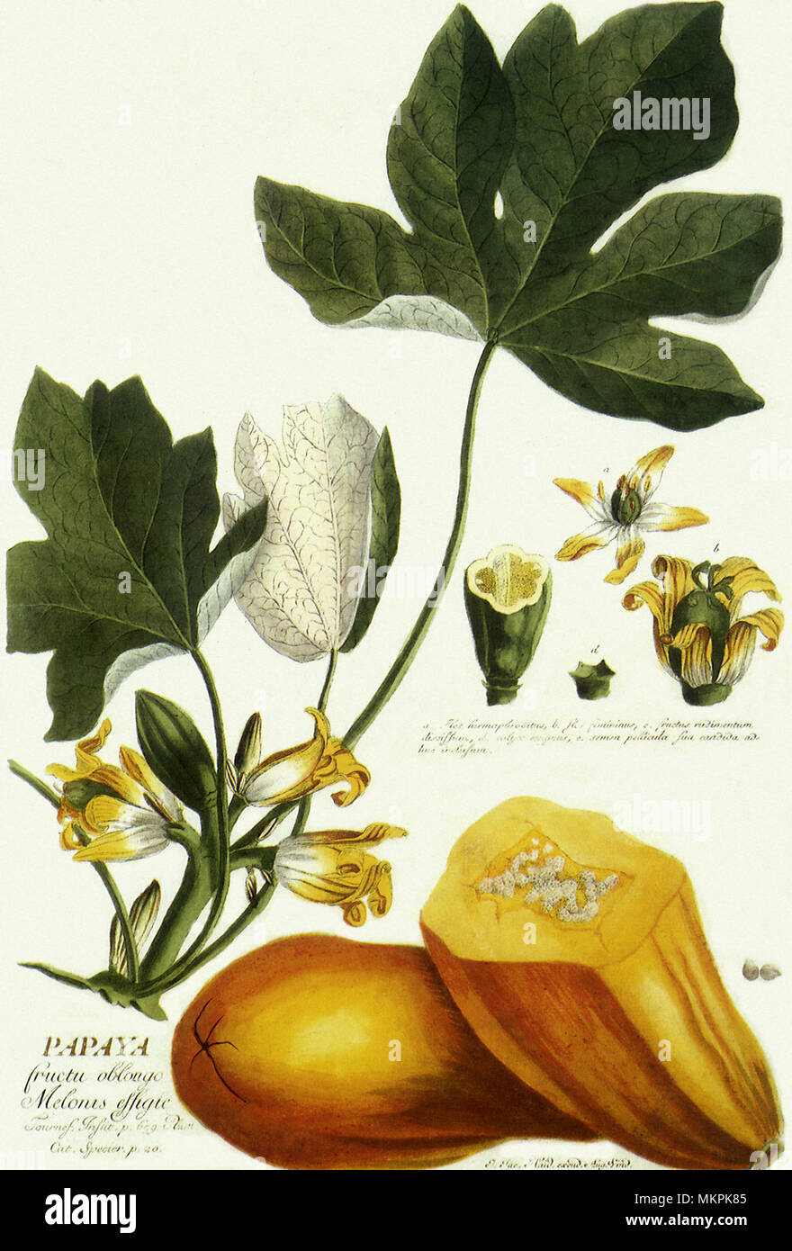 Fructo hi-res stock photography and images - Alamy