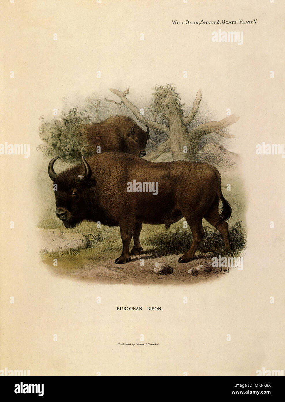European Bison, Bison bonasus Stock Photo - Alamy