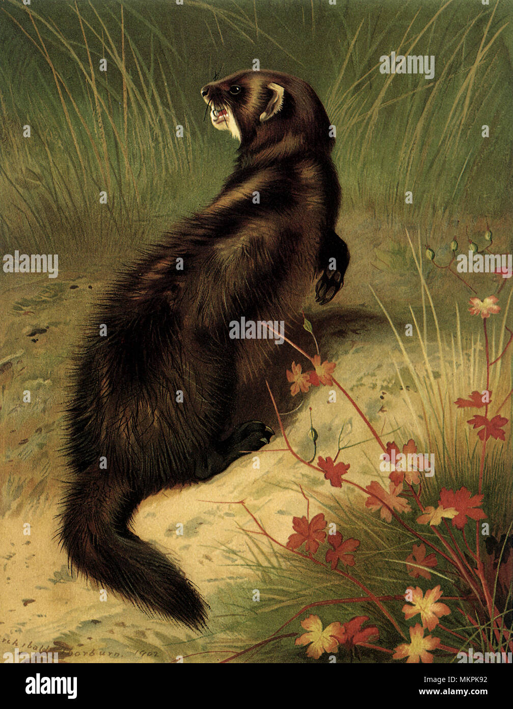 Polecat, Putorius putorius Stock Photo - Alamy