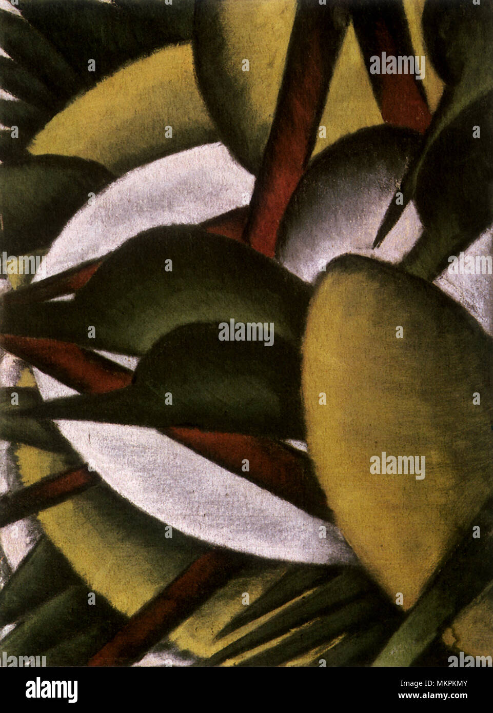 Assorted plant forms hi-res stock photography and images - Alamy