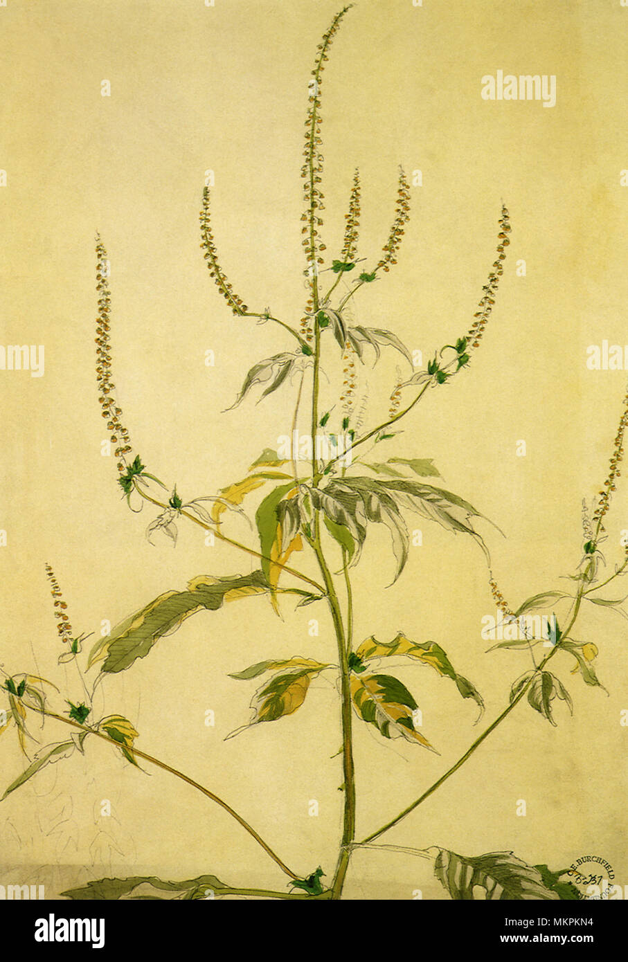 Plant flower study hi-res stock photography and images - Alamy