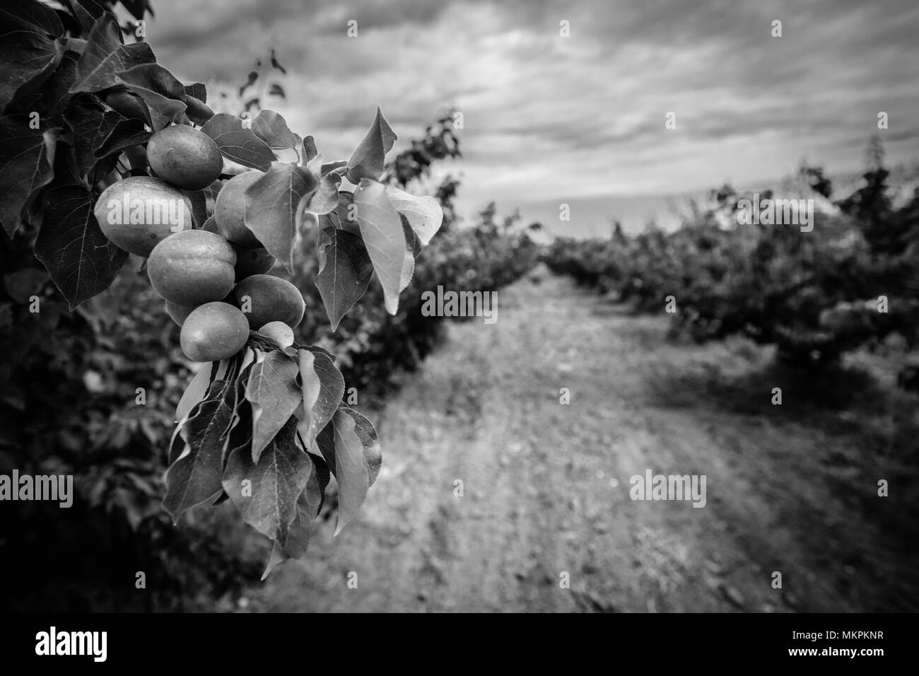 Apricot tree garden Black and White Stock Photos & Images - Alamy
