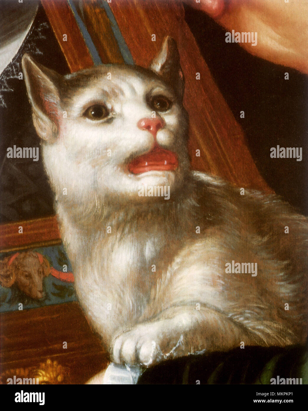 Scarred animals hi-res stock photography and images - Alamy
