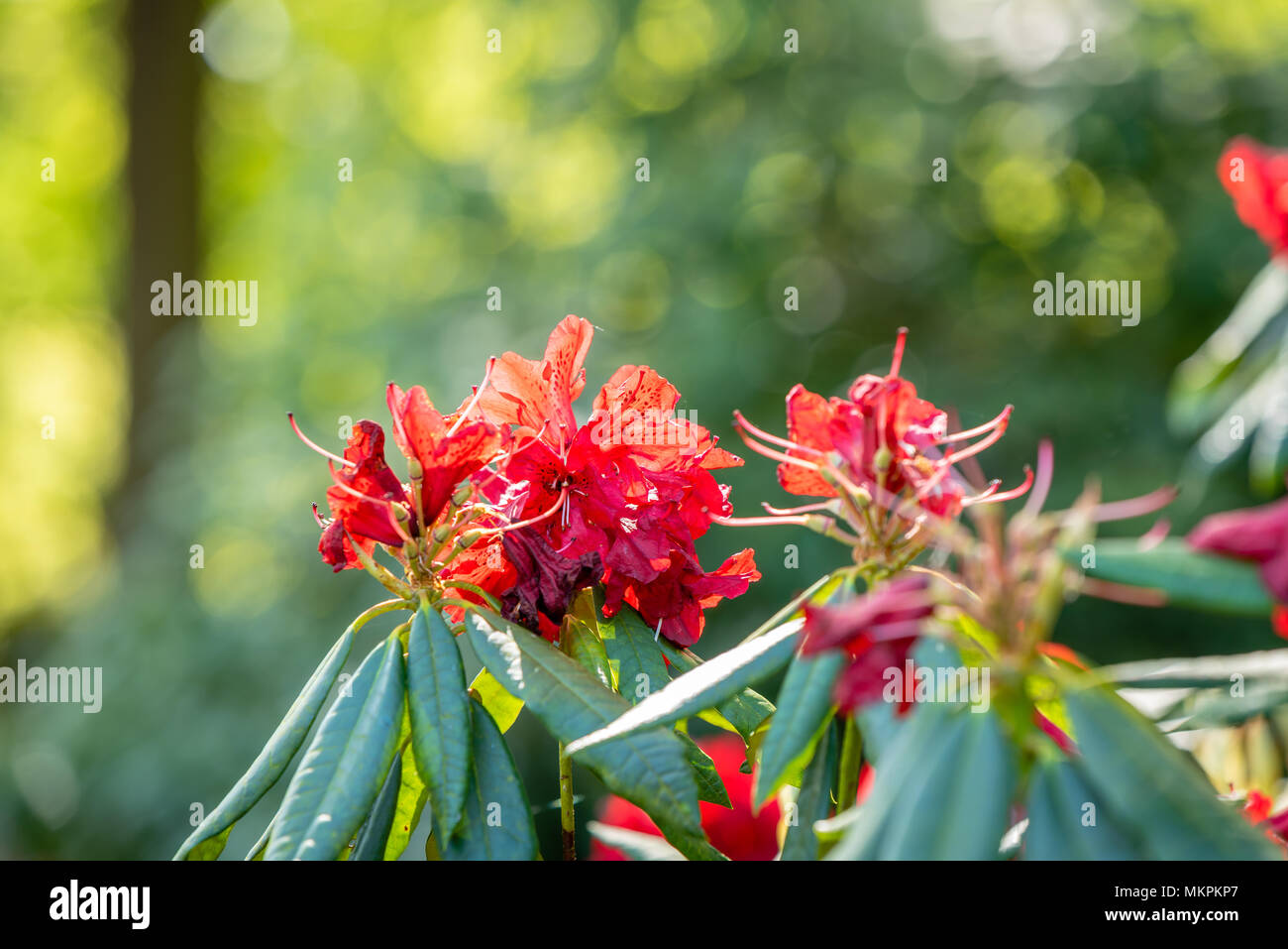 Flowers in Isabella Plantation, Richmond Park, London Stock Photo - Alamy