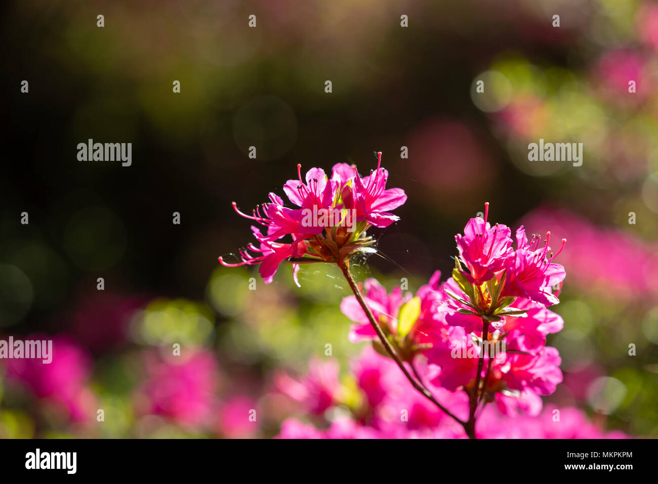 Flowers in Isabella Plantation, Richmond Park, London Stock Photo - Alamy