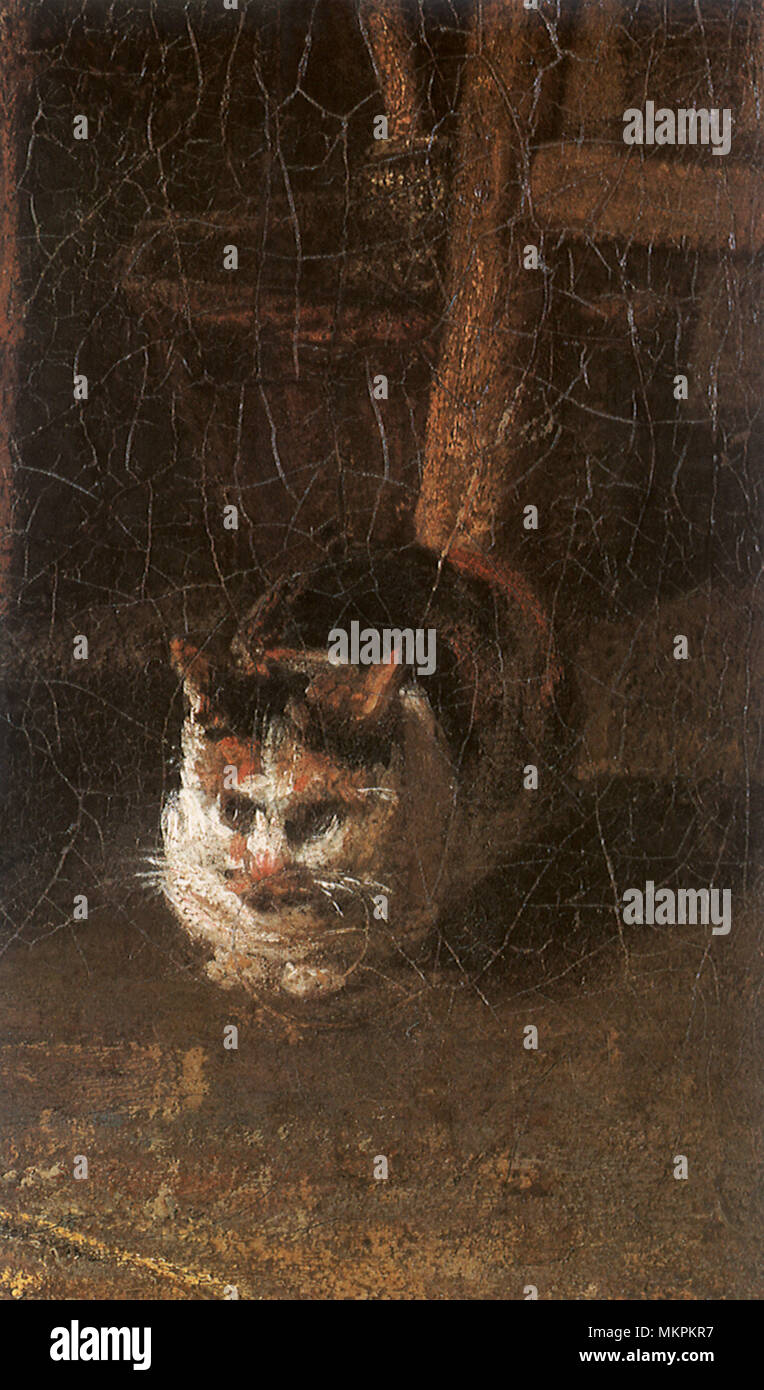 Calico Cat sitting beneath Chair Stock Photo - Alamy