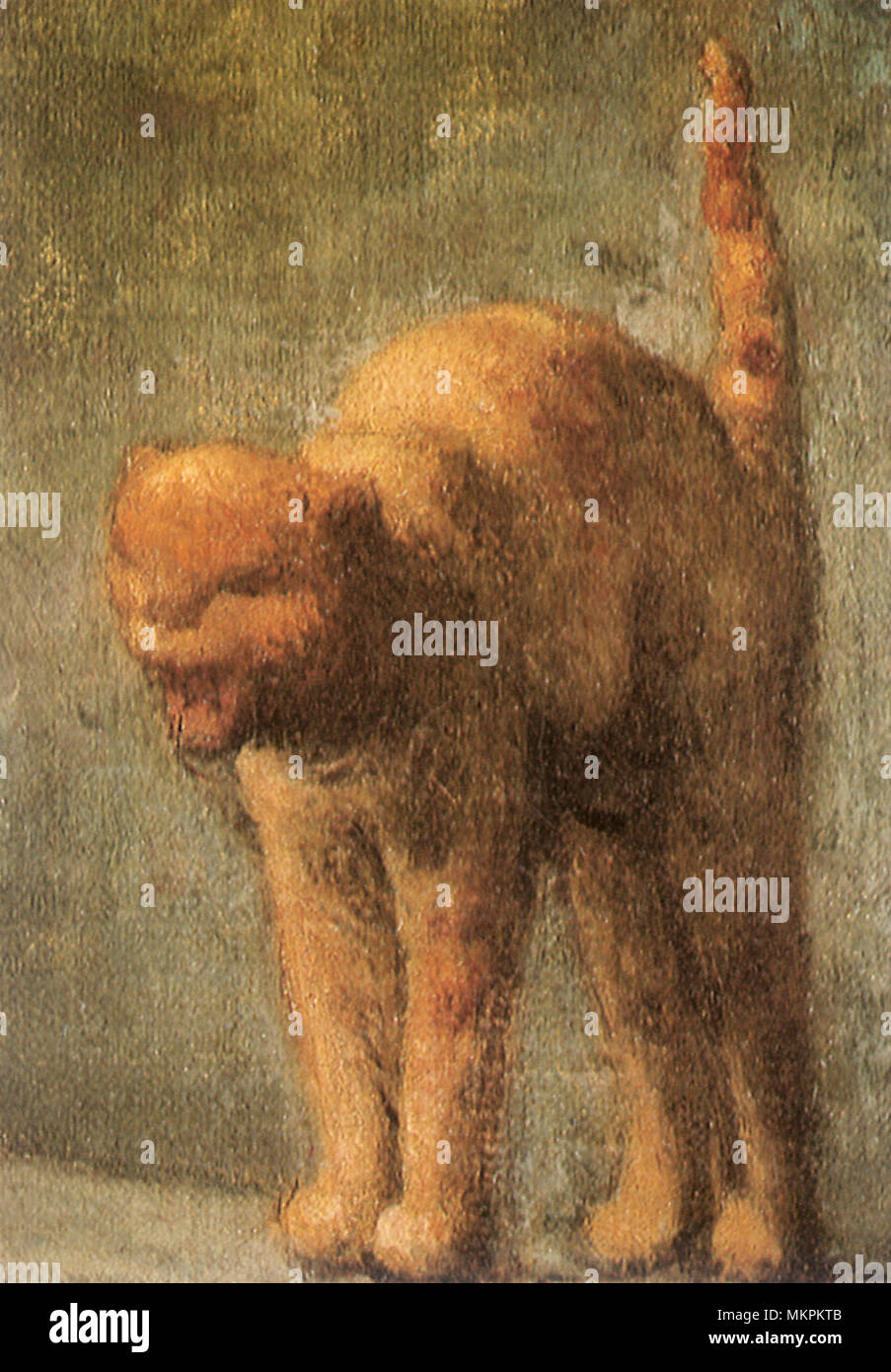 Yowling Cat arching its Back Stock Photo - Alamy