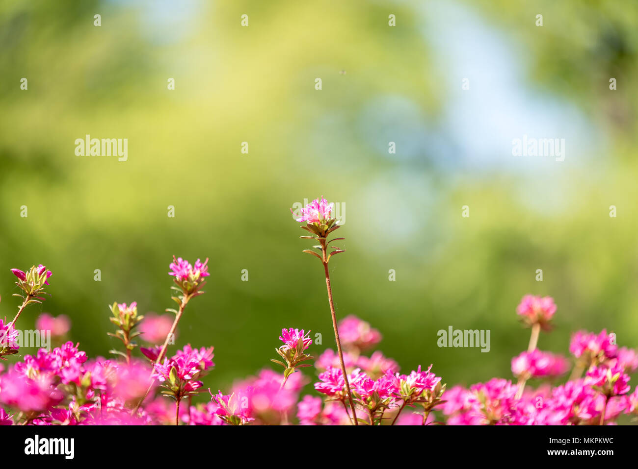 Isabella plantation richmond park hi-res stock photography and images ...