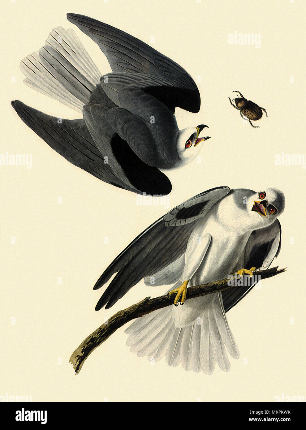 White-Tailed Kite, Elanus leucurus Stock Photo - Alamy