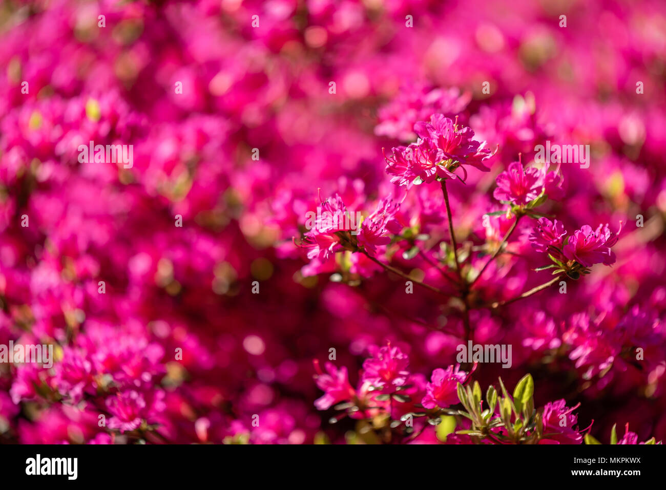Flowers in Isabella Plantation, Richmond Park, London Stock Photo - Alamy