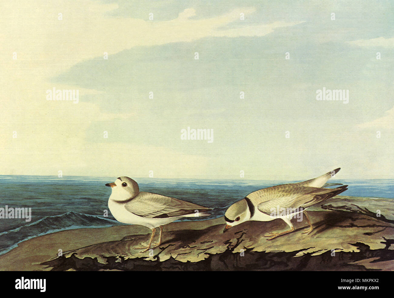 Piping Plover, Charadrius melodus Stock Photo - Alamy