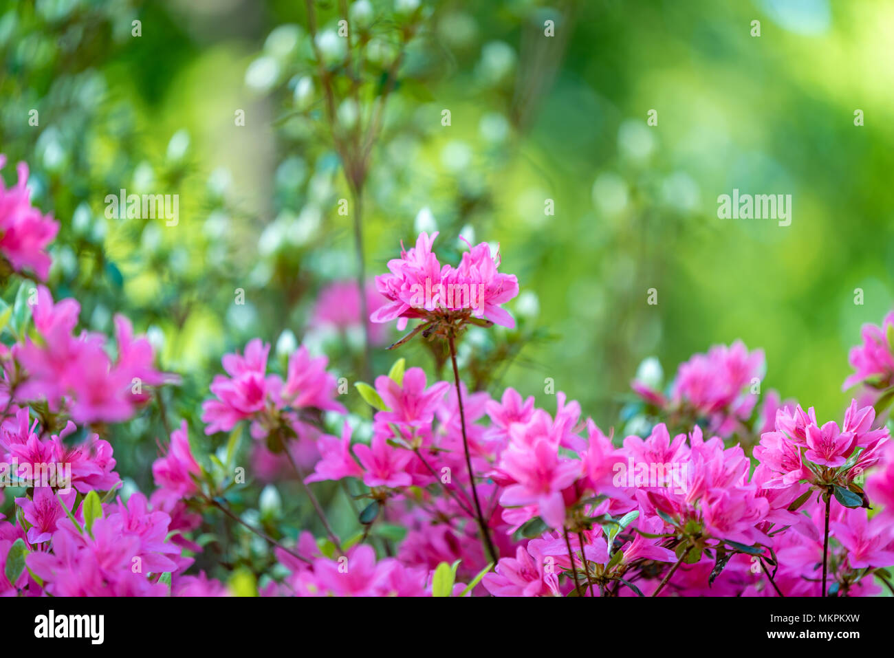Flowers in Isabella Plantation, Richmond Park, London Stock Photo - Alamy