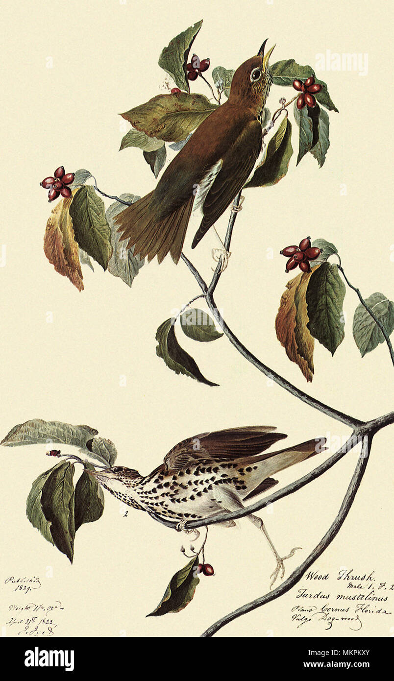 Wood thrush illustration hi-res stock photography and images - Alamy