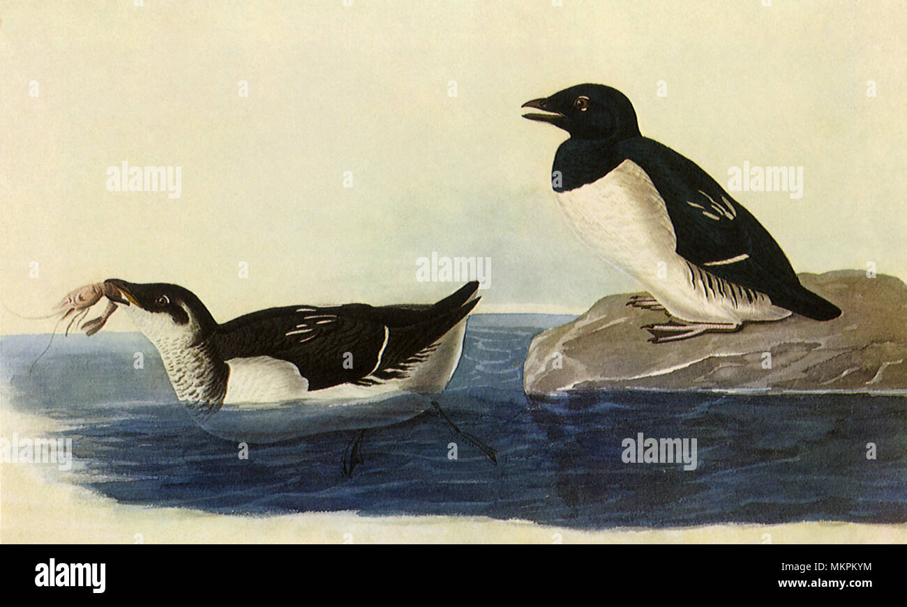 Plautus hi-res stock photography and images - Alamy