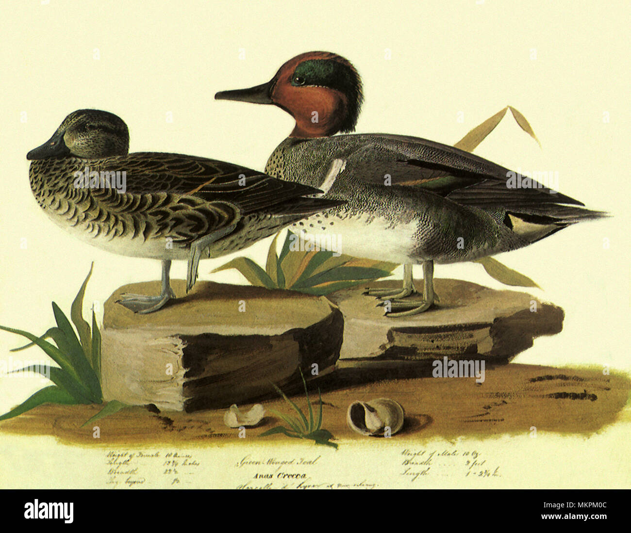 John teal hi-res stock photography and images - Alamy